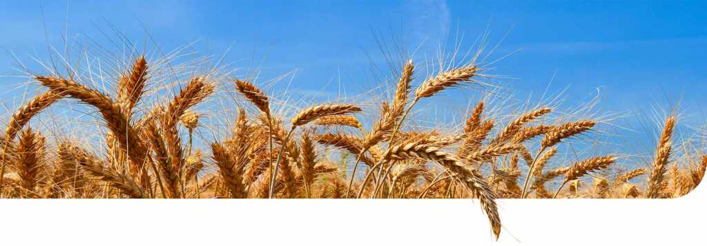 ESTMA Reports – ROK Resources